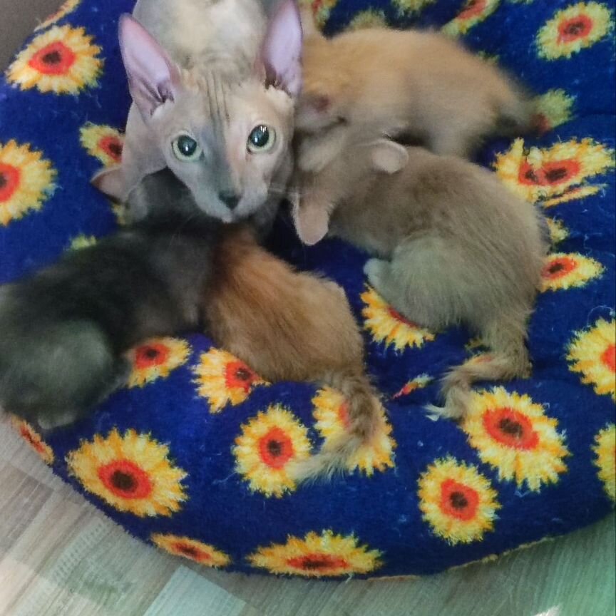 Котята от Донского сфинкса