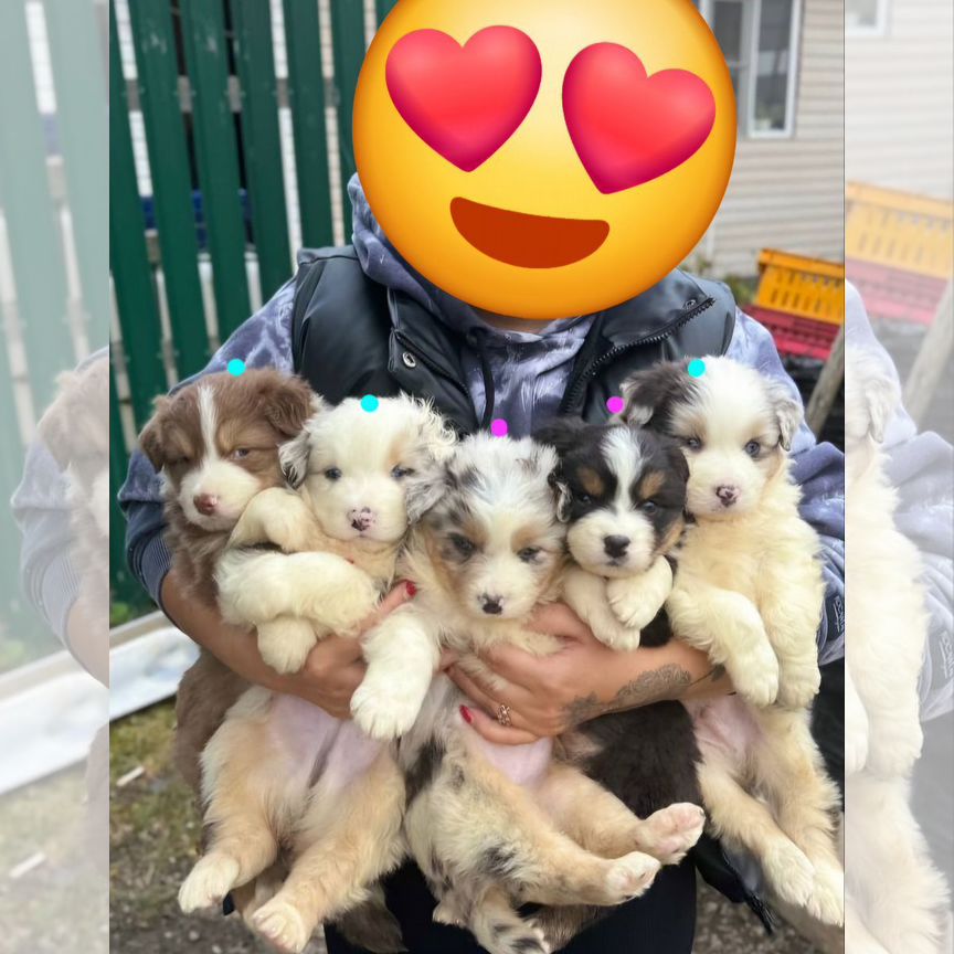 Австралийская овчарка