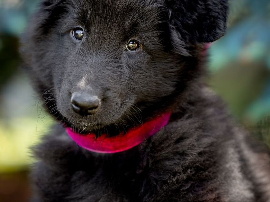 Продаются щенки Бельгийской овчарки (Грюнендаля)