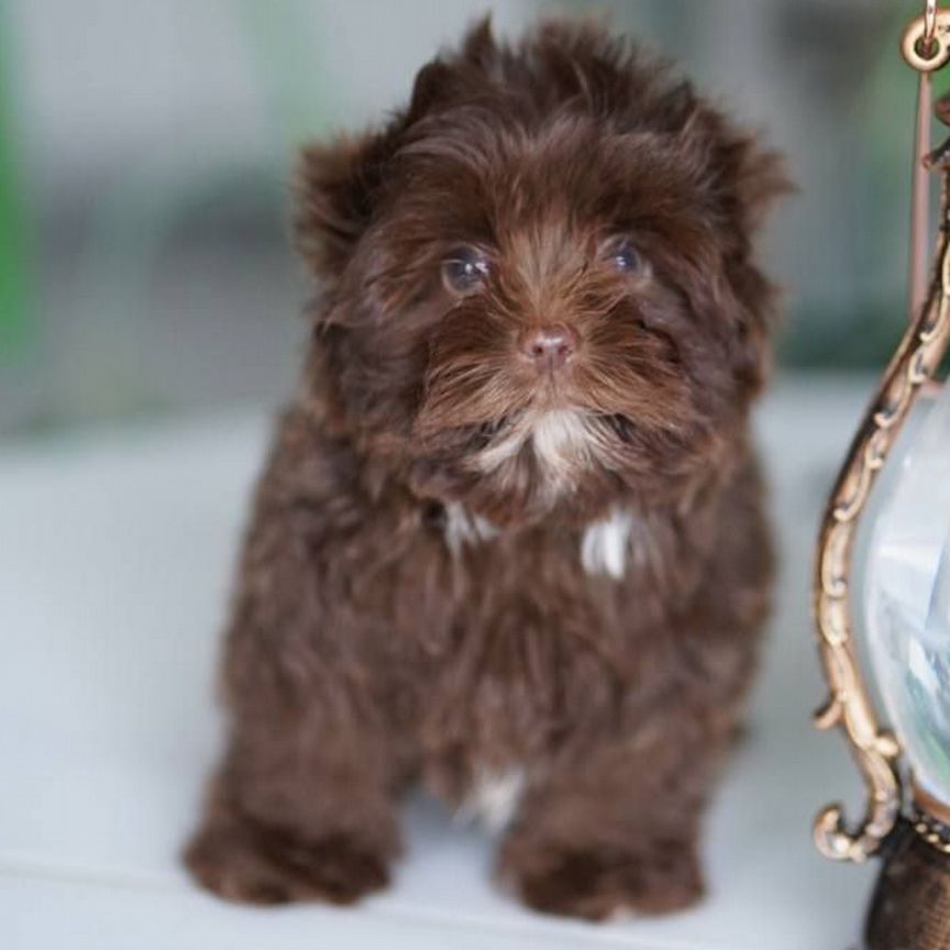 Йоркширский терьер, щенок