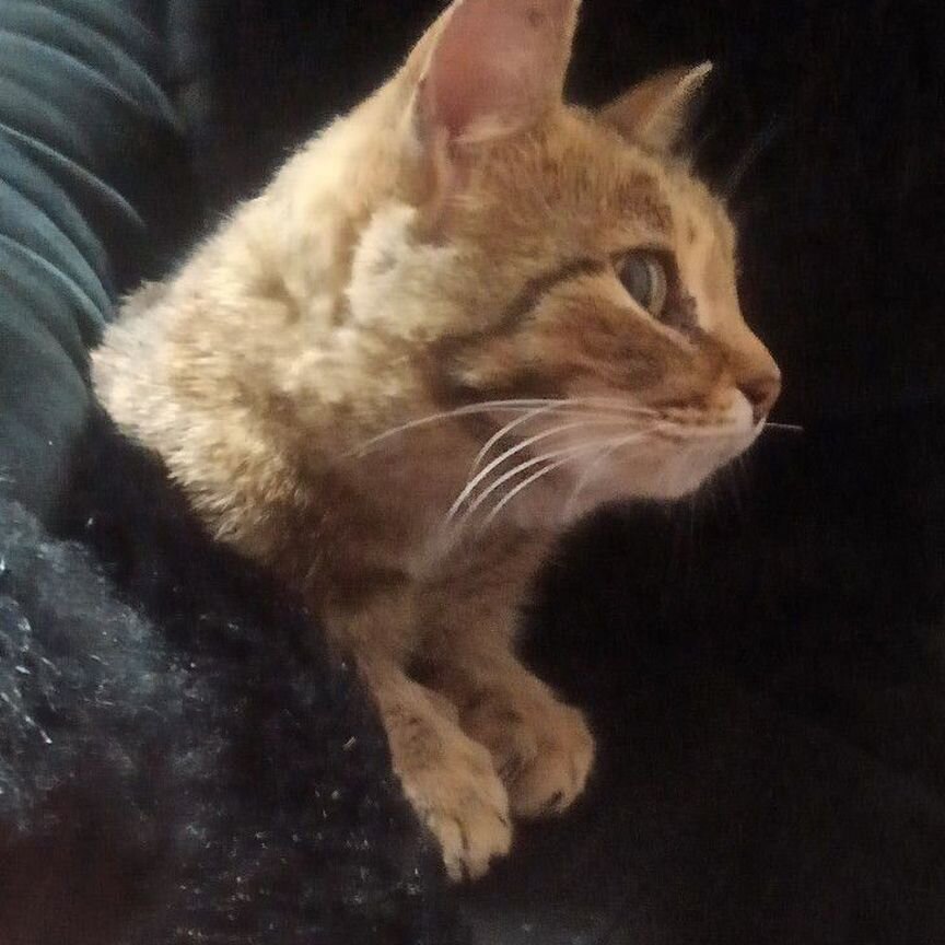Котенок
