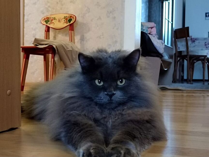 Сибирский кот