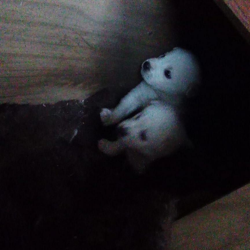 Щенки