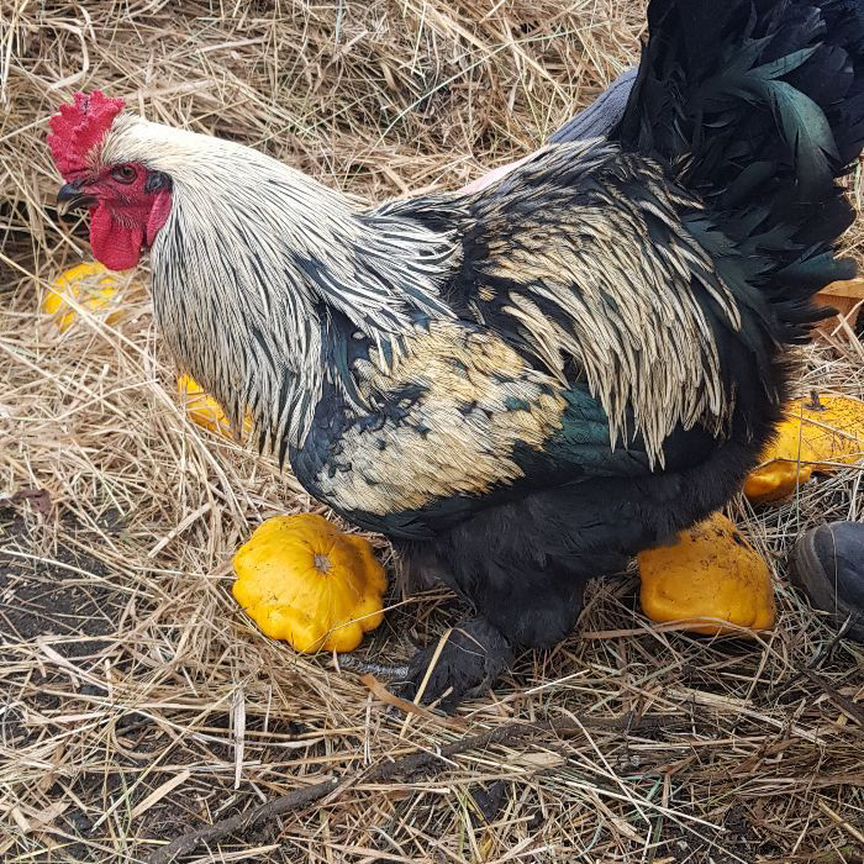 Петухи, куры Брама