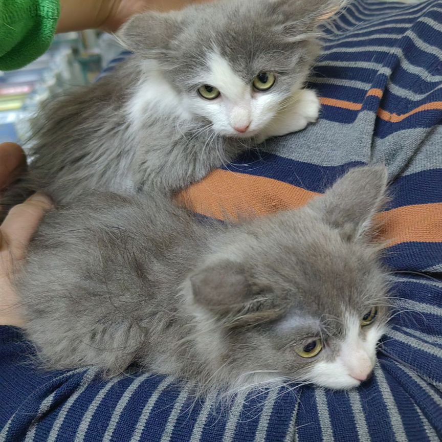 Отдам котят девочки