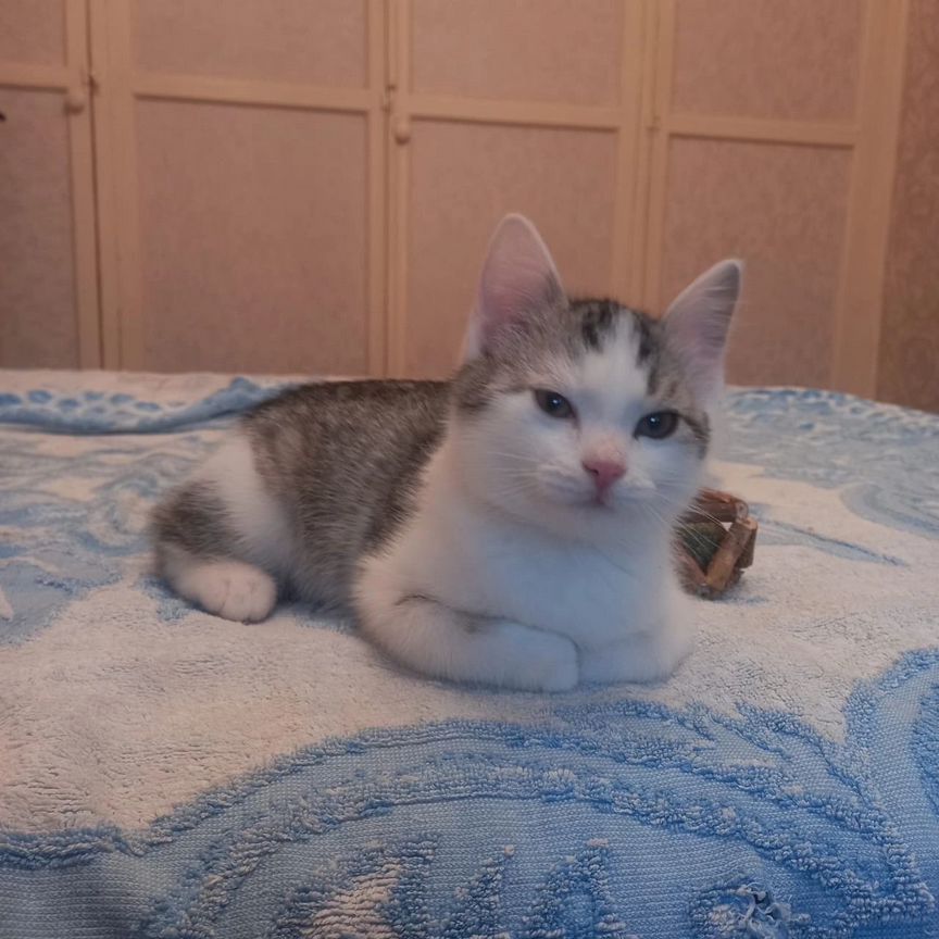 Отдам котенка в добрые руки