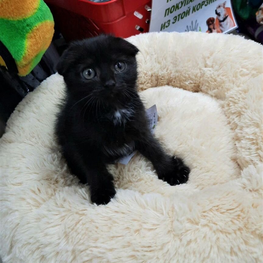 Котёнок ищет семью (вислоухая, 1,5мес.)
