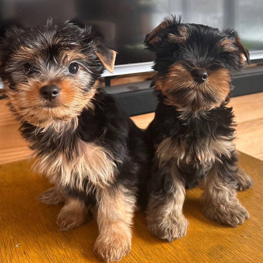 Йоркширский терьер, щенок