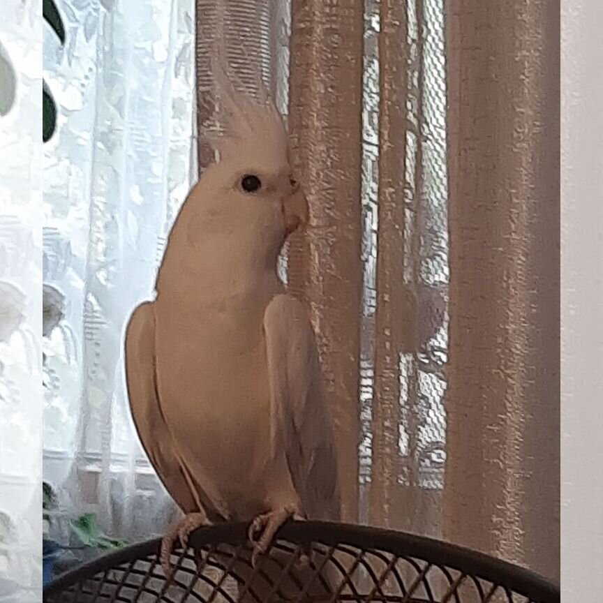 Попугай корелла девочка