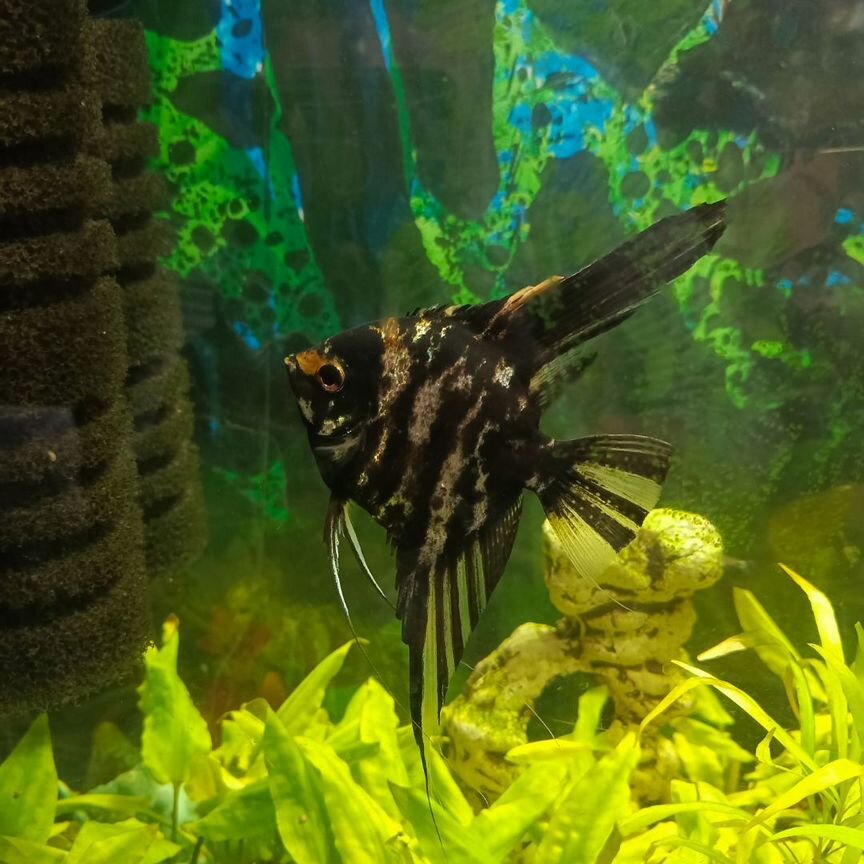 Скалярия самец