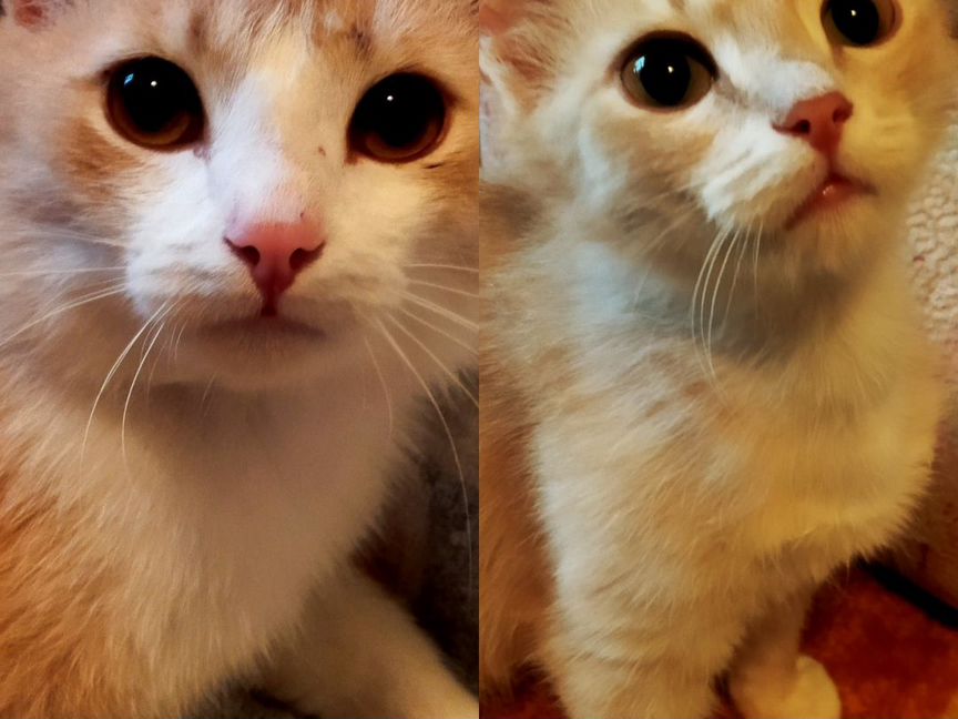 Кошки в добрые руки бесплатно