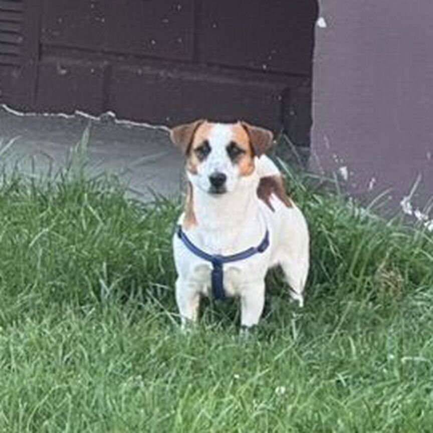 Джек-рассел-терьер, щенок