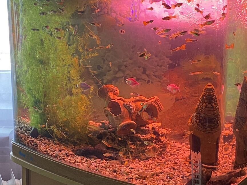 Рыбки гуппи