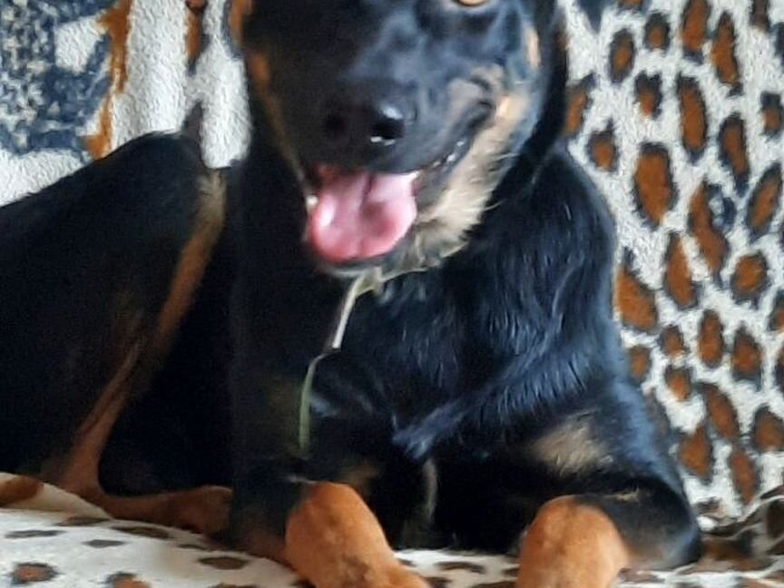 Собака в добрые руки