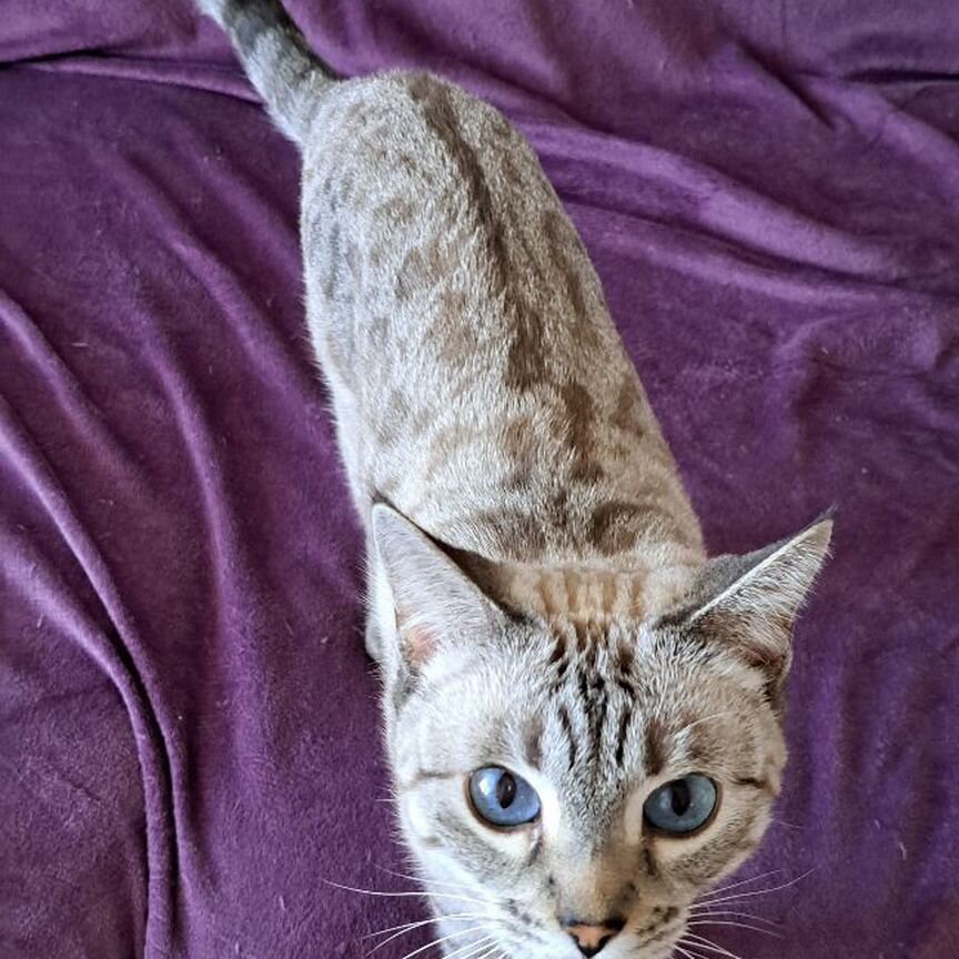 Кошечка не стерилизована, молодая бенгалка