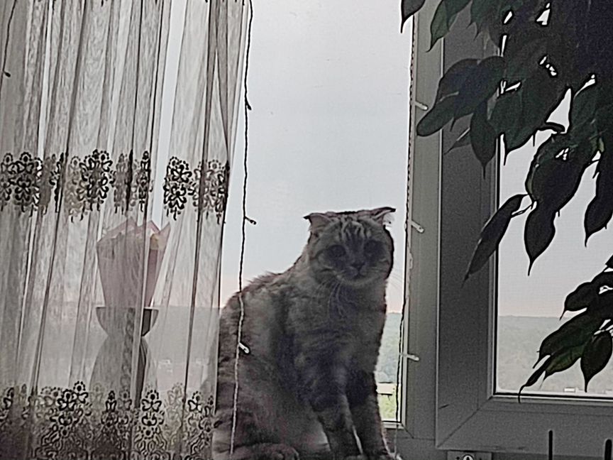 Отдам кота в добрые руки