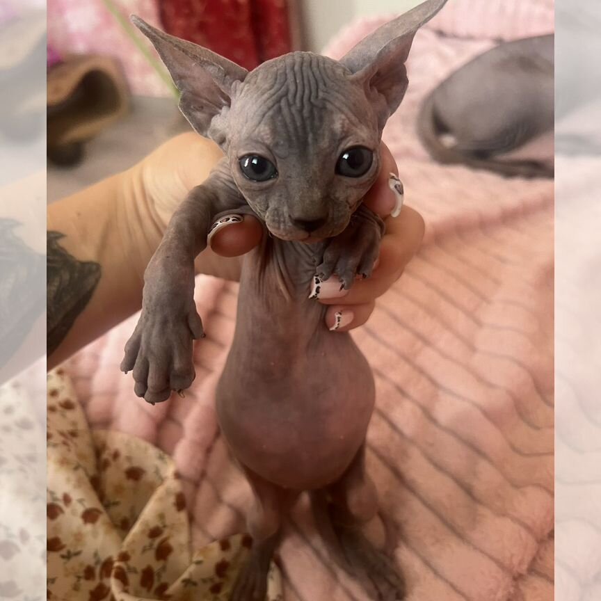 Канадский сфинкс котенок