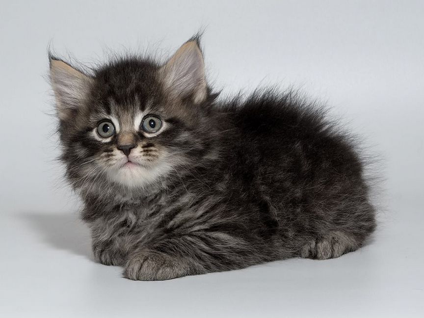 Сибирские красавцы