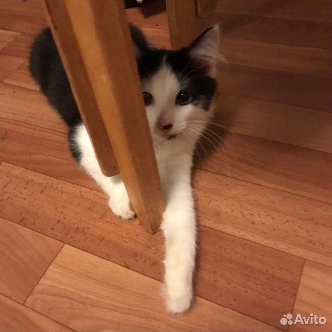 Котенок Амур в добрые руки