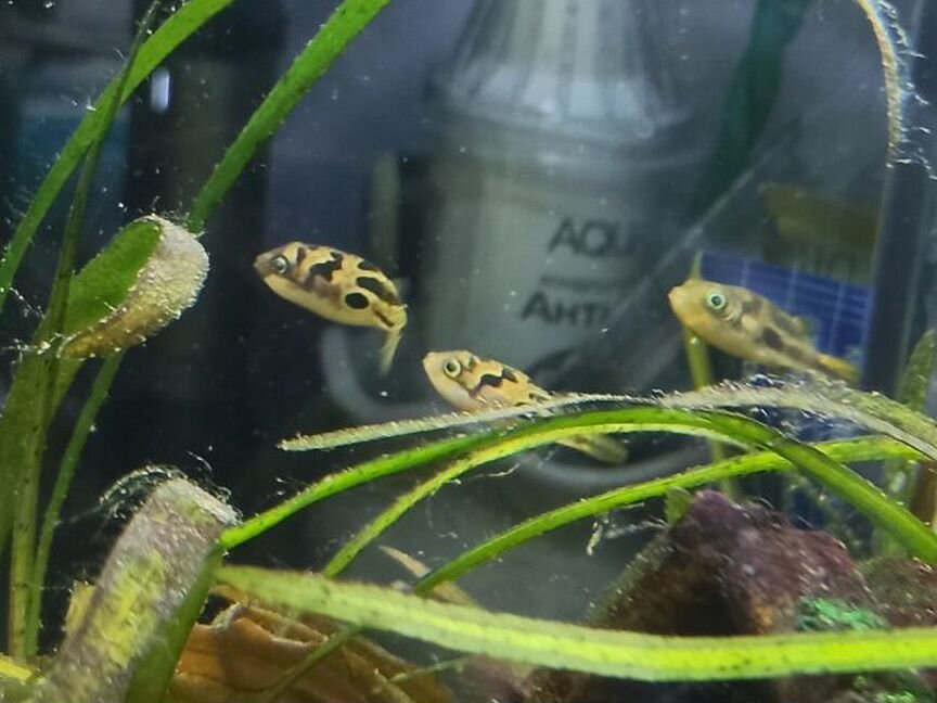 Карликовые тетрадоны