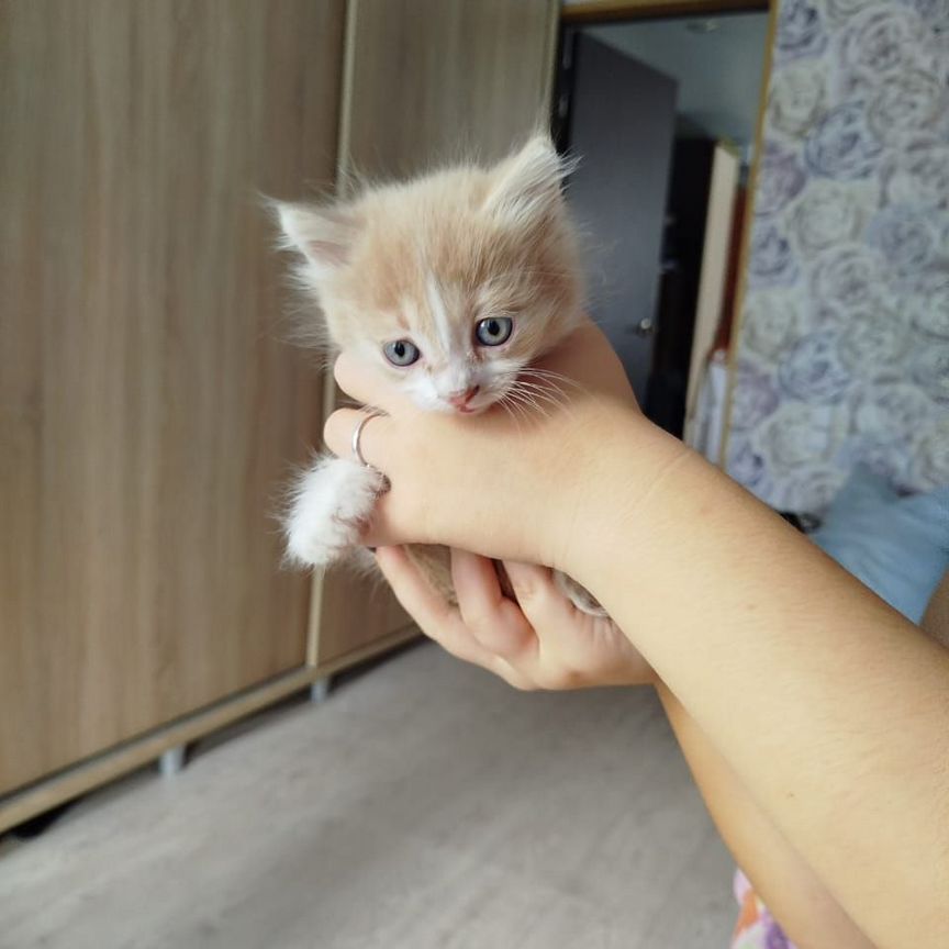 Котенок мальчик в добрые руки
