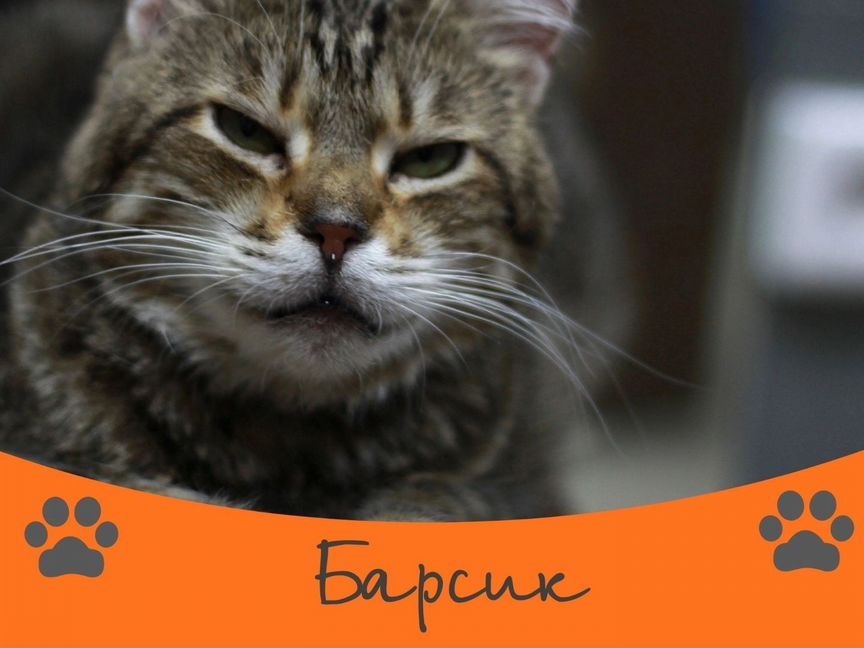 Кот Барсик