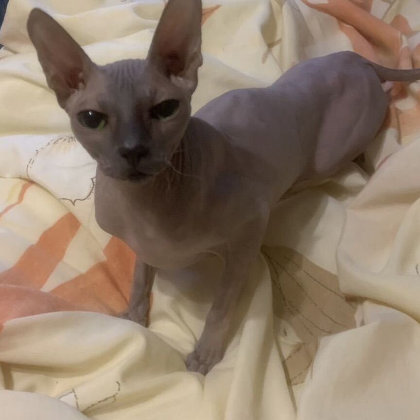 Кошка Сфинкс вязка