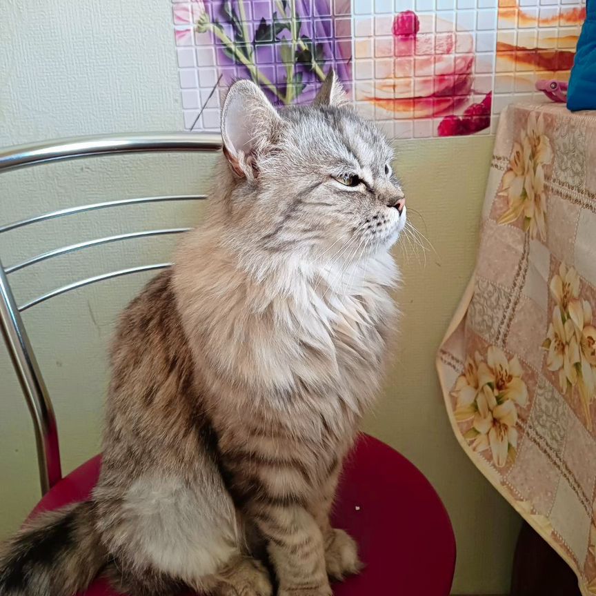Кошка