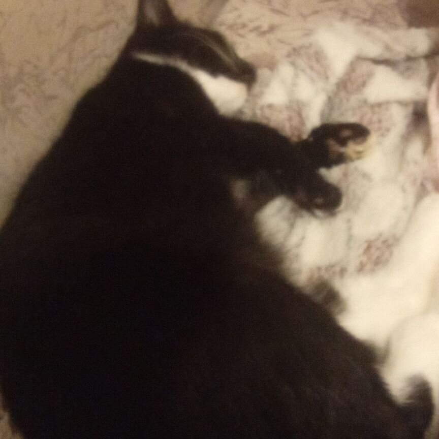 Одам кота в добрые руки