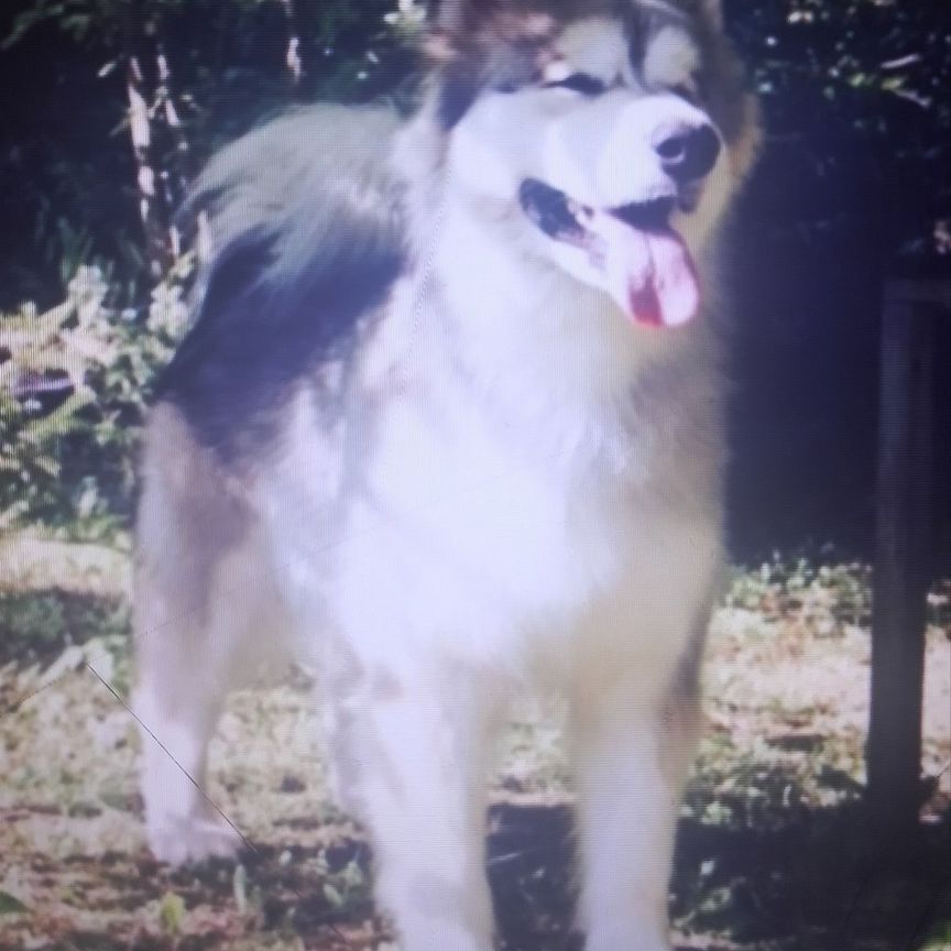 Алянский маламут