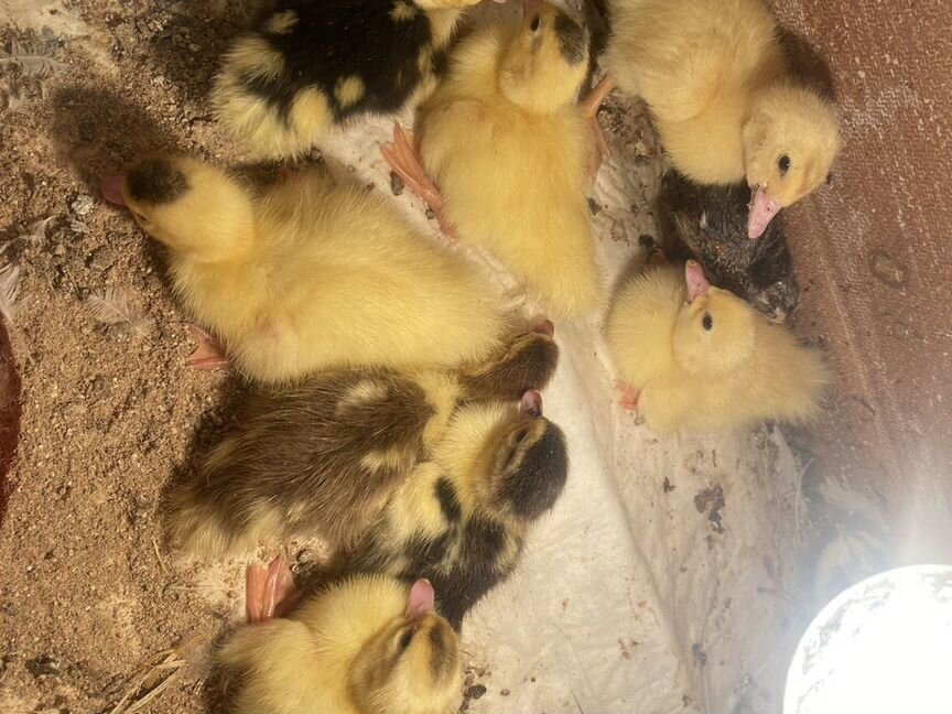 Индоутята двухнедельные