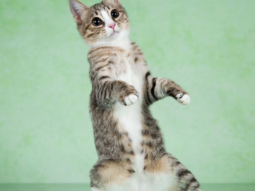 Шурка - котенок девочка в дар 3 мес