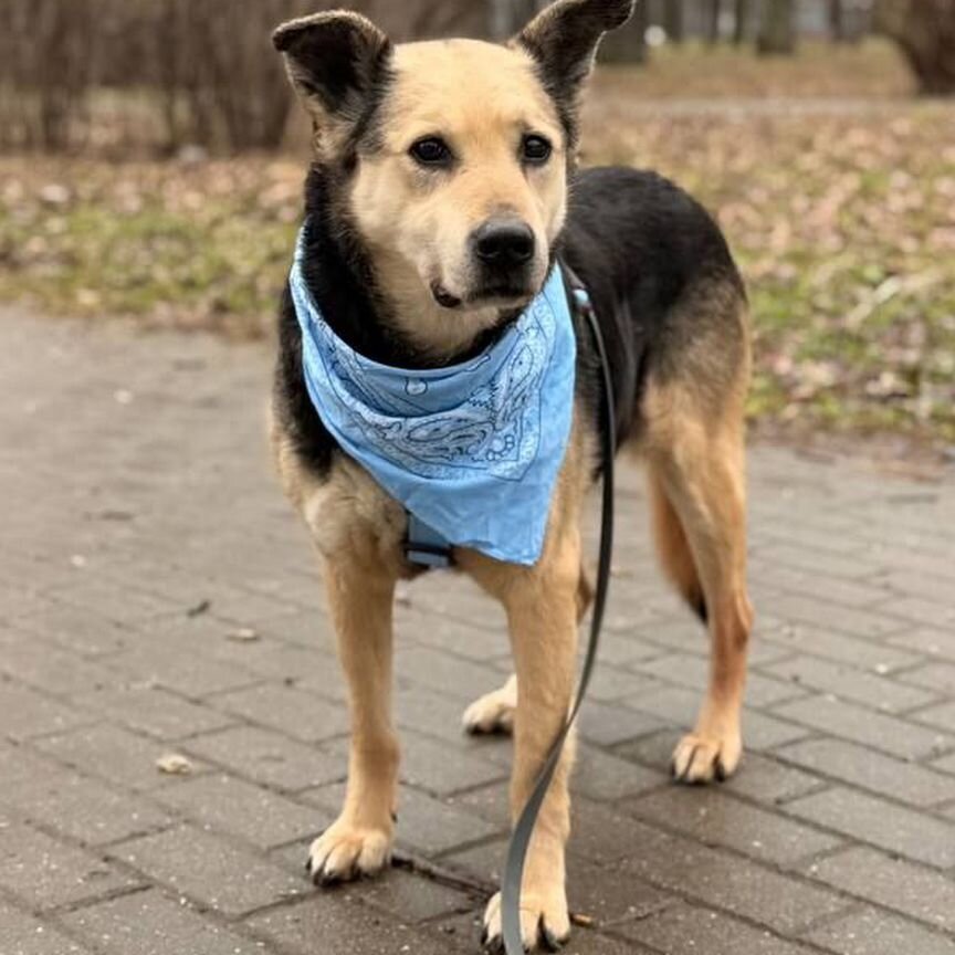 Взрослый пёс в добрые руки