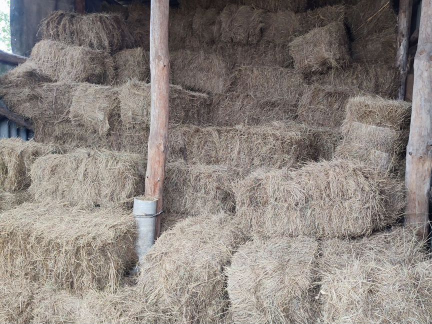 Сено в квадратных тюках
