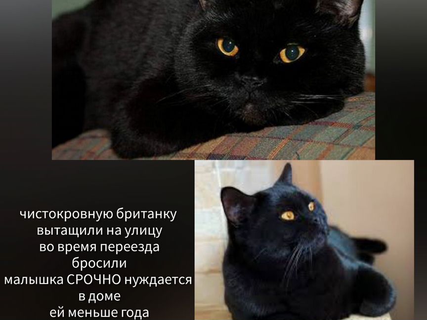 Британская кошка