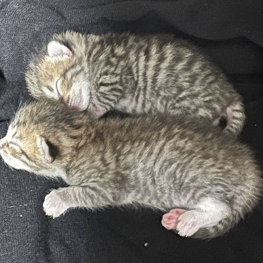 2 котенка ищут дом