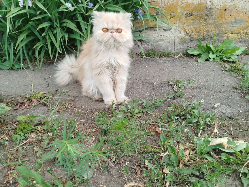 Кошечка персидская