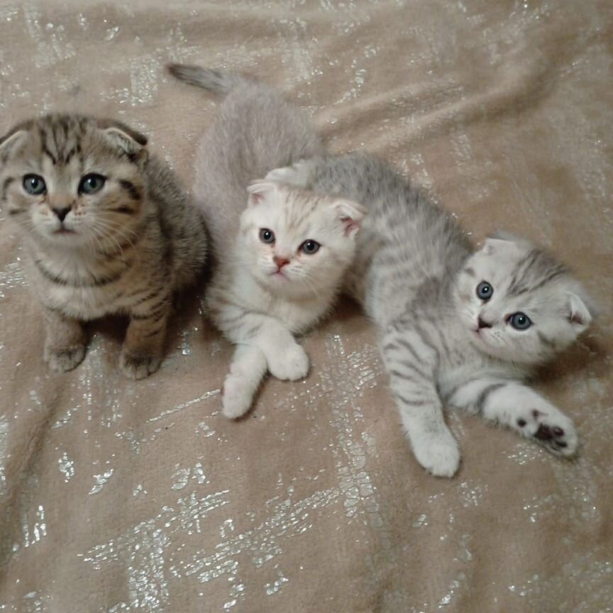 Котята породы шотландские вислоухие