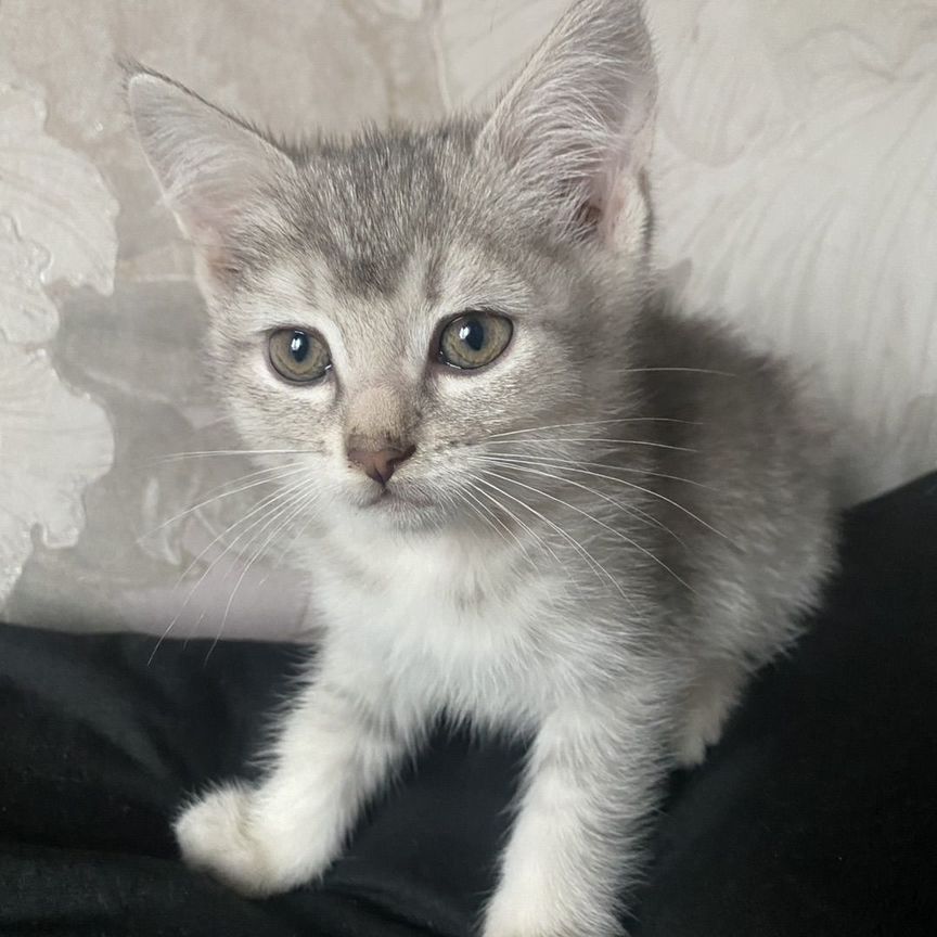 Котята от британской серебристой шиншиллы