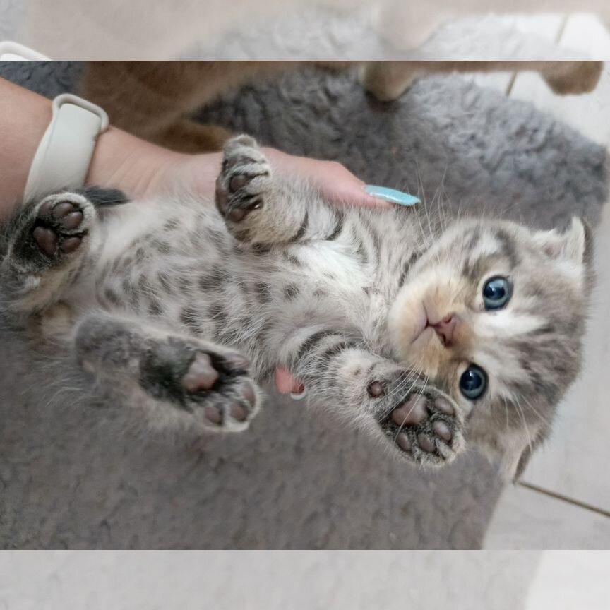 Котята вислоухой шотландской