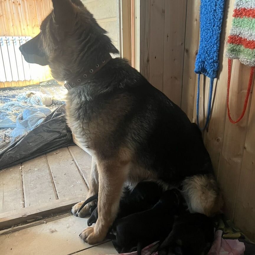 Немецкая овчарка щенки продажа