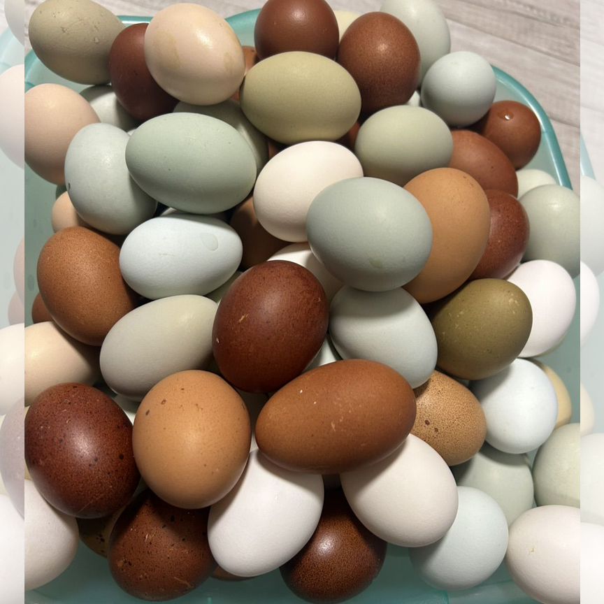 Яйцо куриное инкубационное