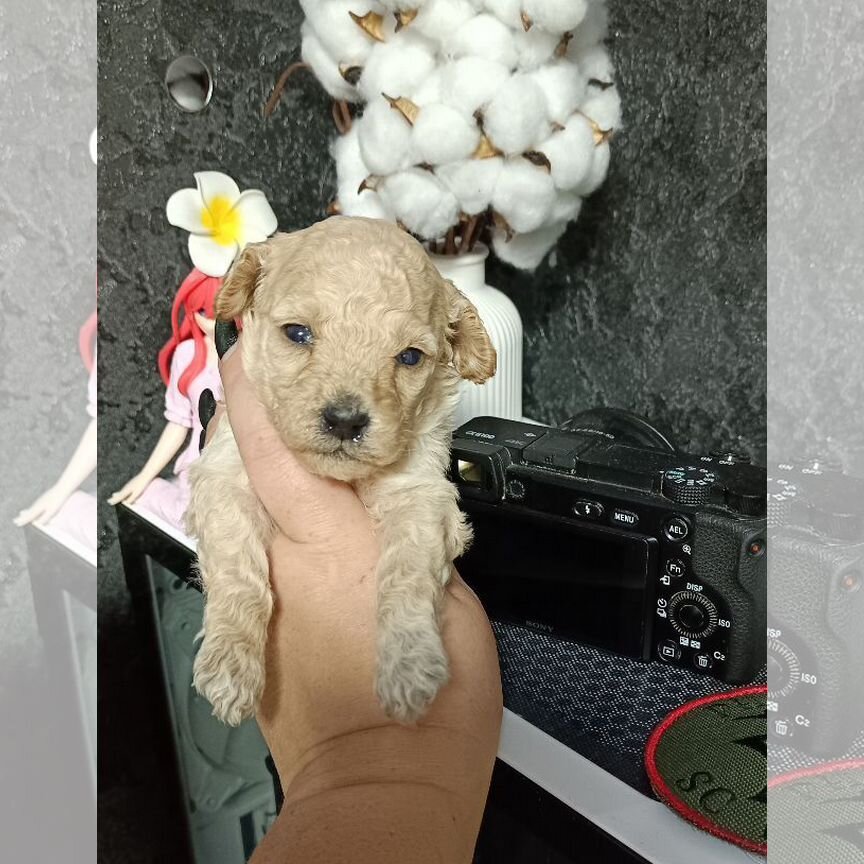 Мальтипу, щенок