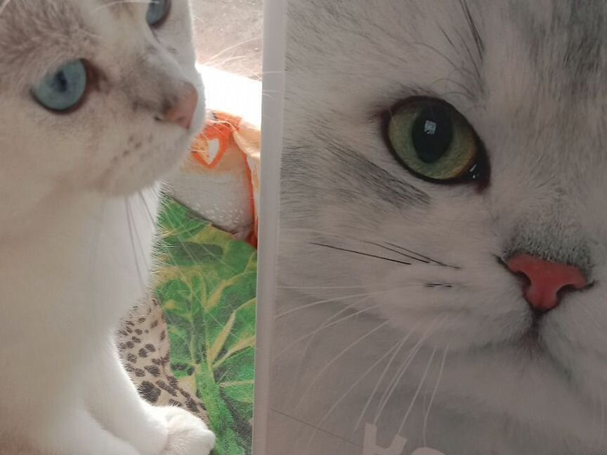 Кот