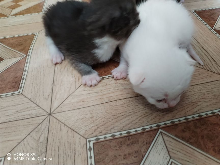 Котята вислоухие Бронь