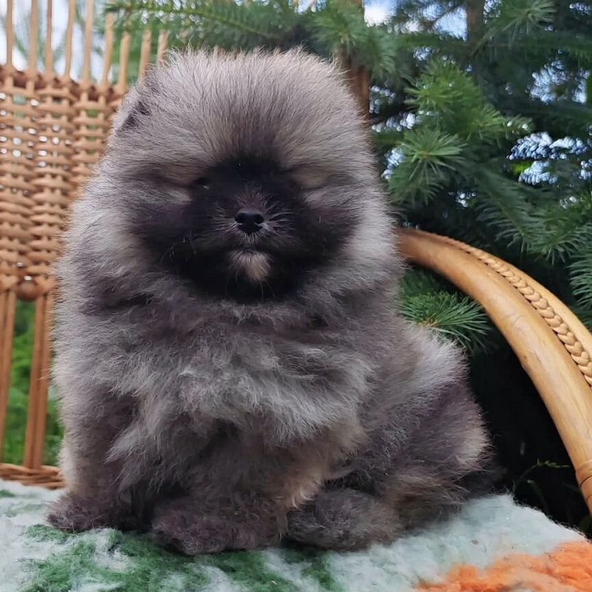 Померанский шпиц, щенок