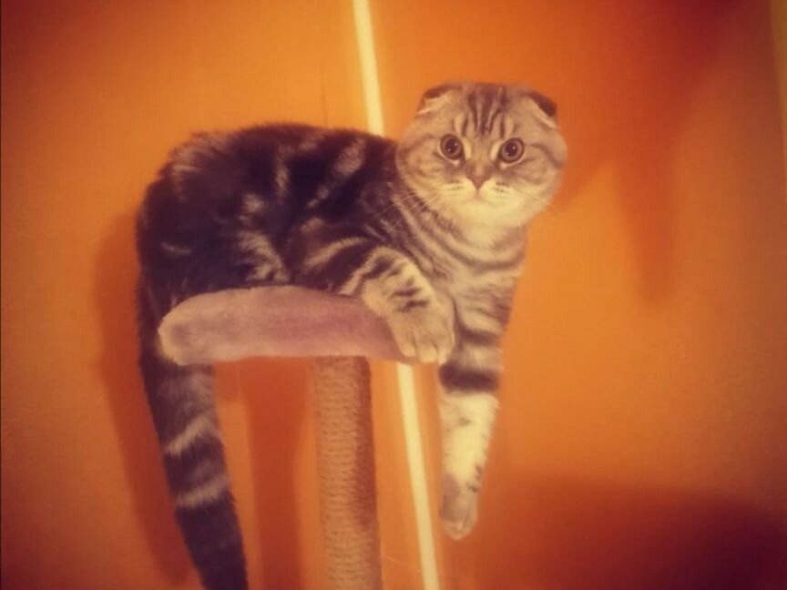 Шотландский кот вязка