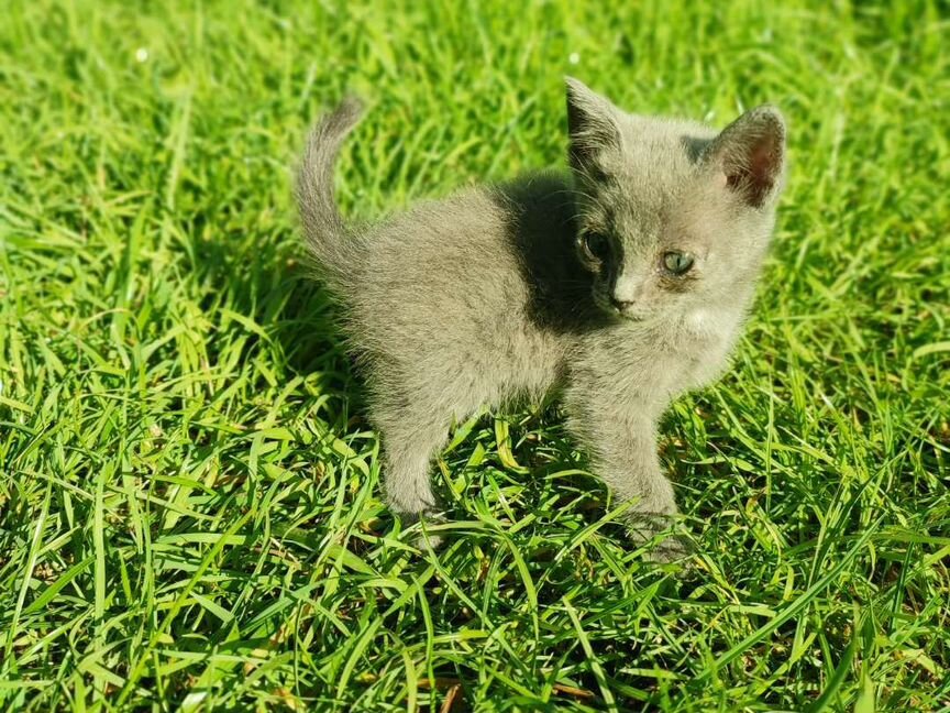 Котята