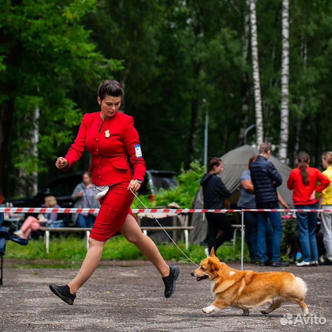 Титулованный кобель вельш корги пемброк вязка