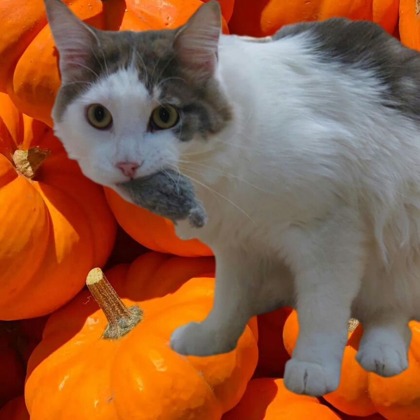 Мейнкуны с документами